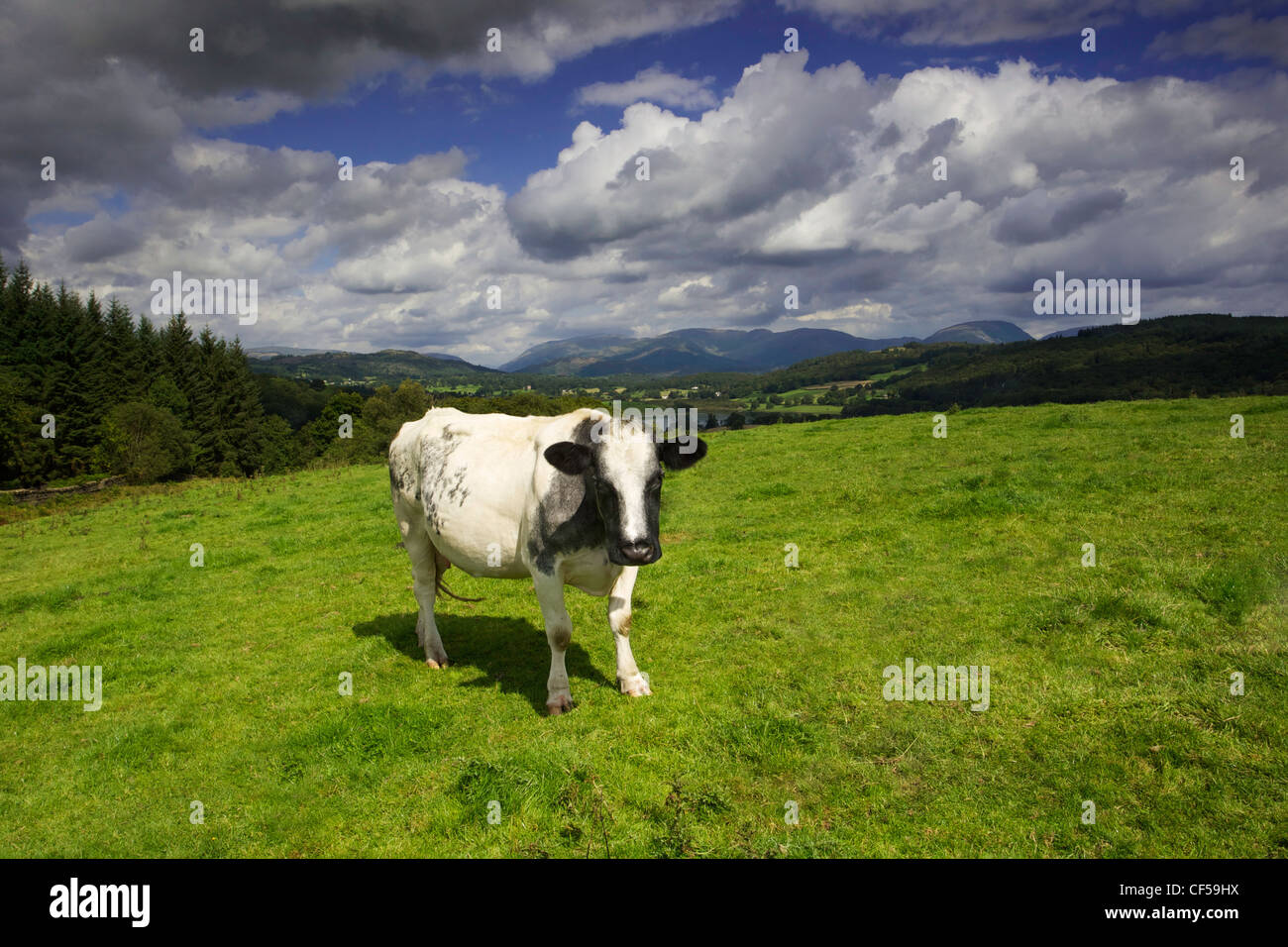 Dairy cow, taken in Furness with Esthwaite Water in the background ...