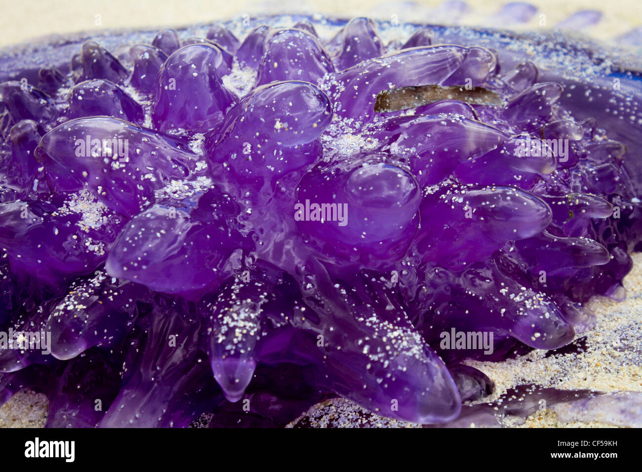 Weird looking fish hi-res stock photography and images - Alamy