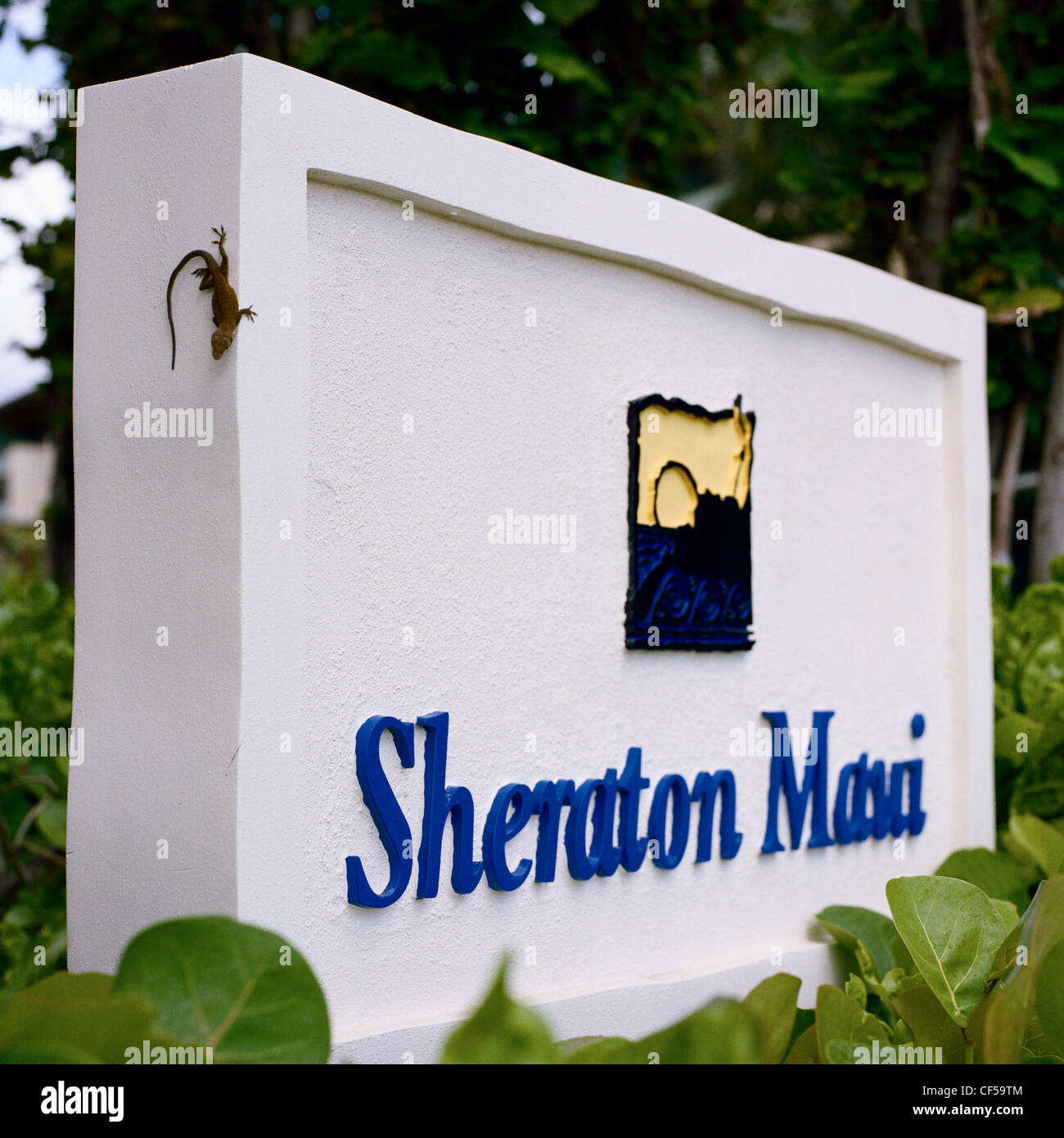 Maui lizard hi-res stock photography and images - Alamy