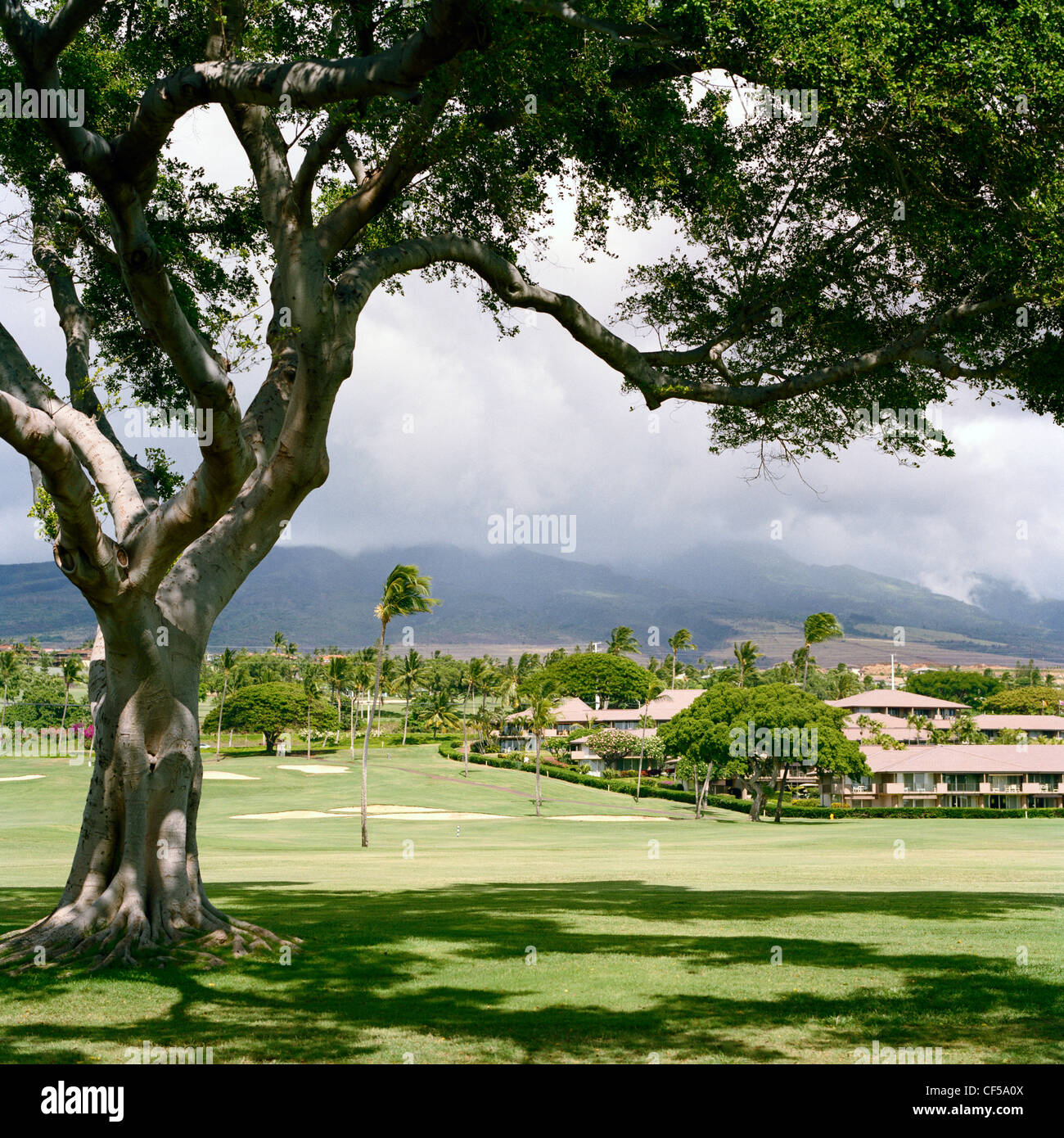 Kiawe hi-res stock photography and images - Alamy