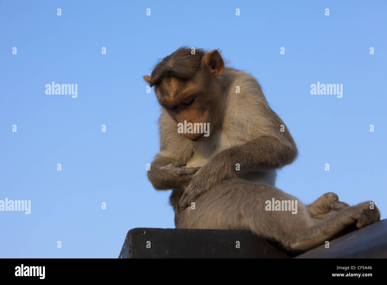 Bonnet Macaque monkey Stock Photo - Alamy