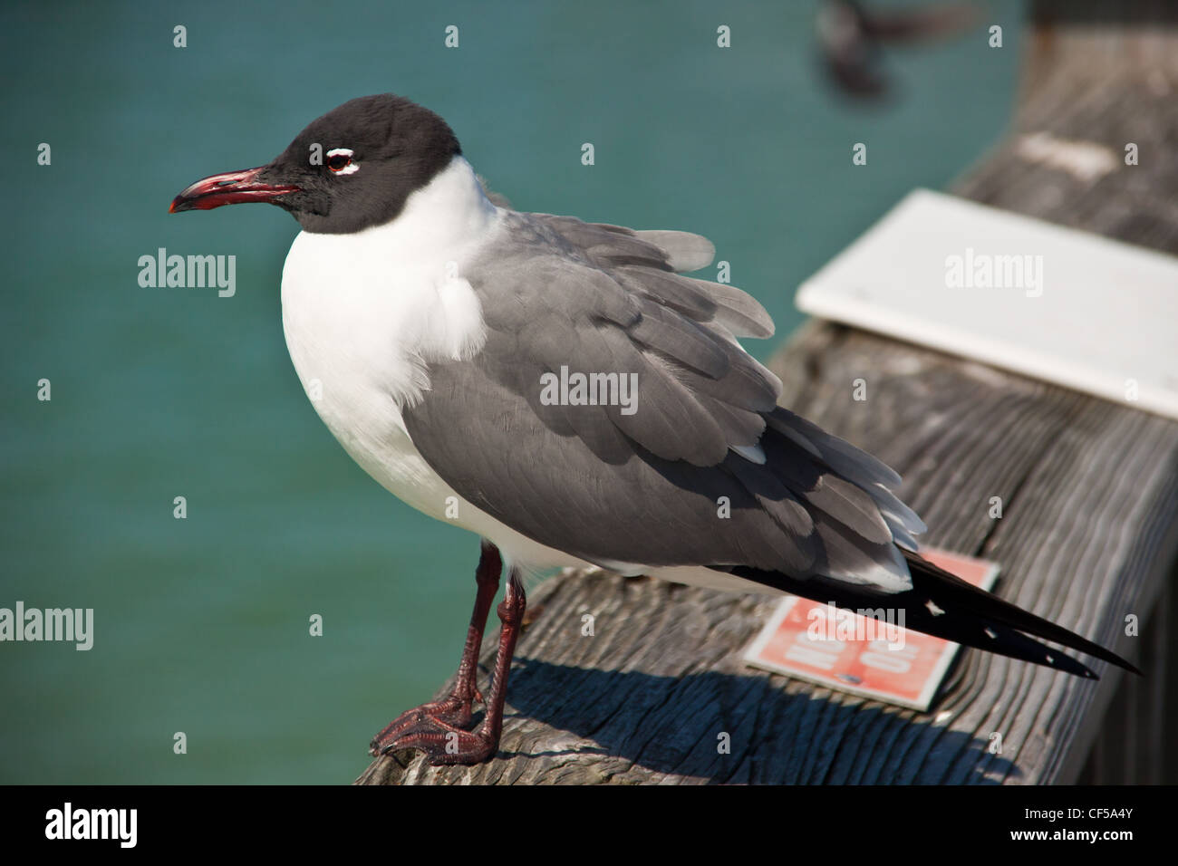 Black headed seagull hi-res stock photography and images - Alamy