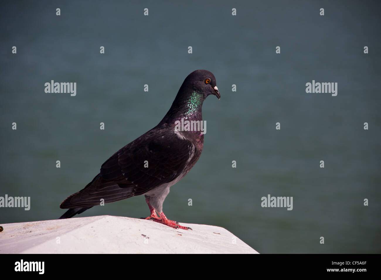 pigeon on clearwater pier,florida,usa Stock Photo - Alamy