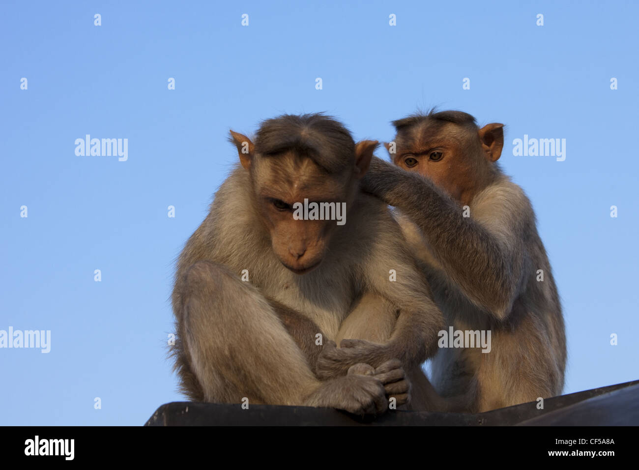 Bonnet Macaque monkey Stock Photo - Alamy