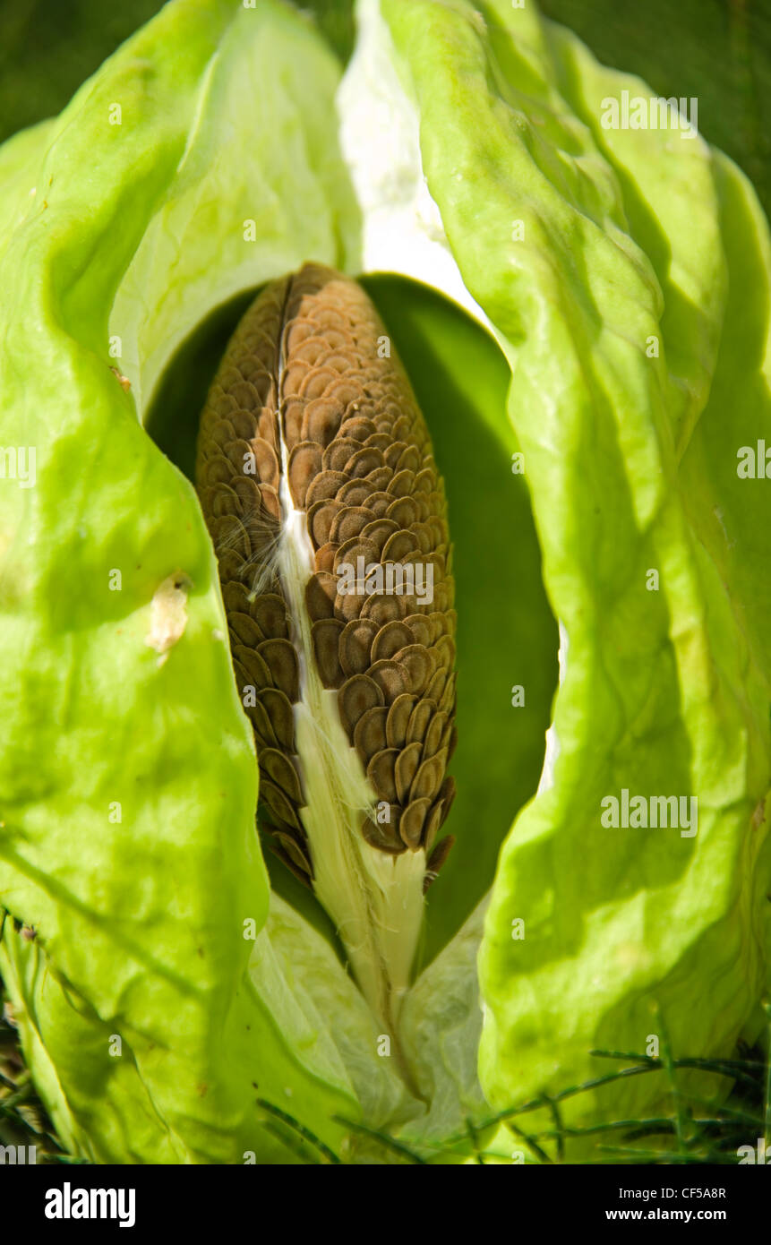 Apple of sodom hi-res stock photography and images - Alamy