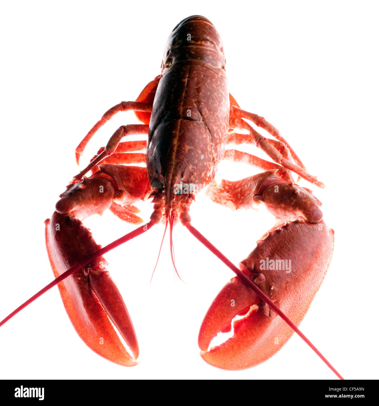Lobster colour hi-res stock photography and images - Alamy