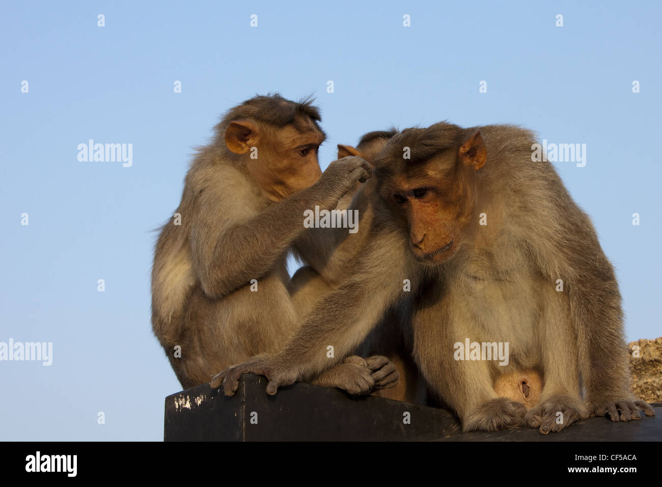 Bonnet Macaque monkey Stock Photo - Alamy