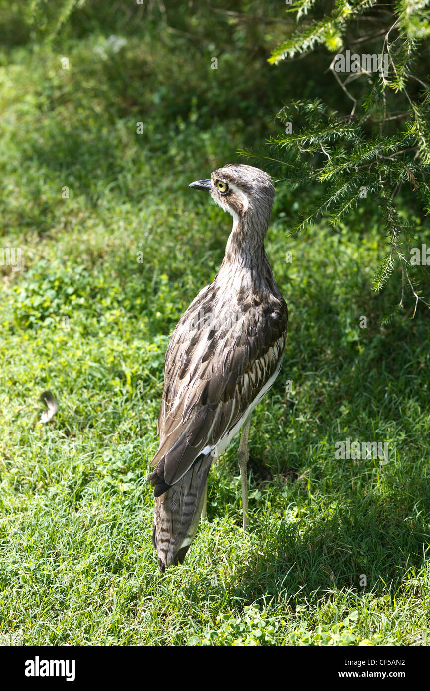 Bush Stone-curlew. Burhinus grallarius Stock Photo - Alamy