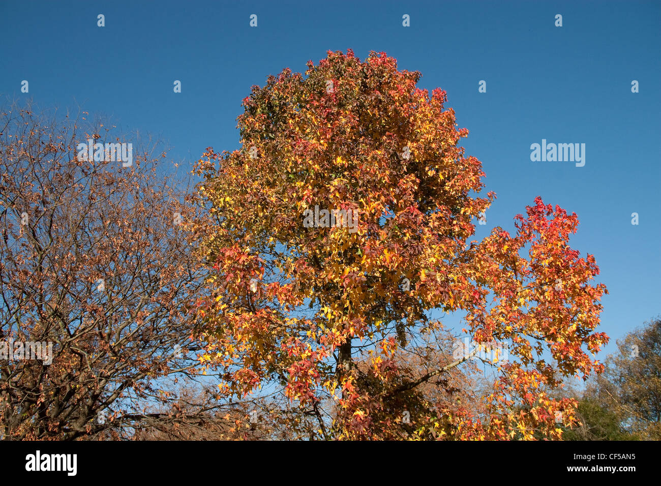 Winter trees sunshine London Stock Photo - Alamy