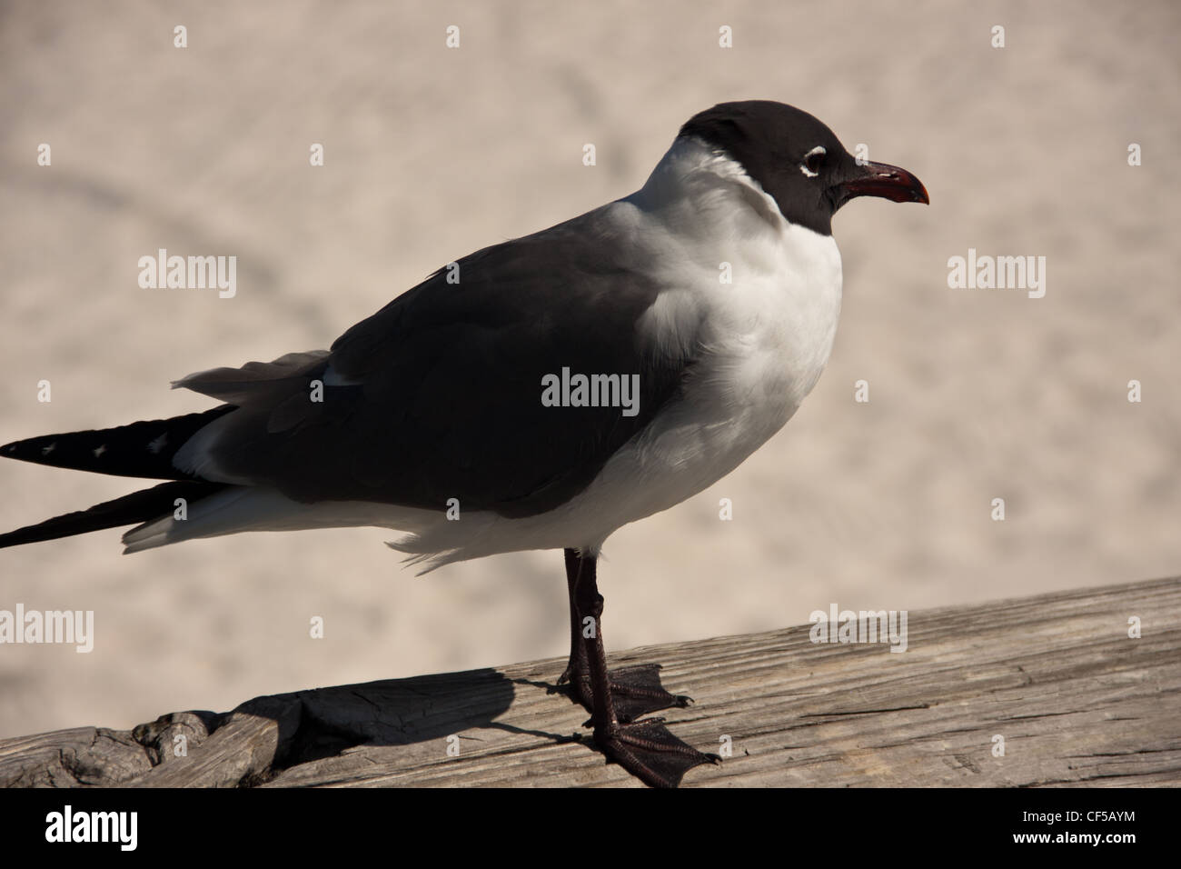 Black headed seagull hi-res stock photography and images - Alamy