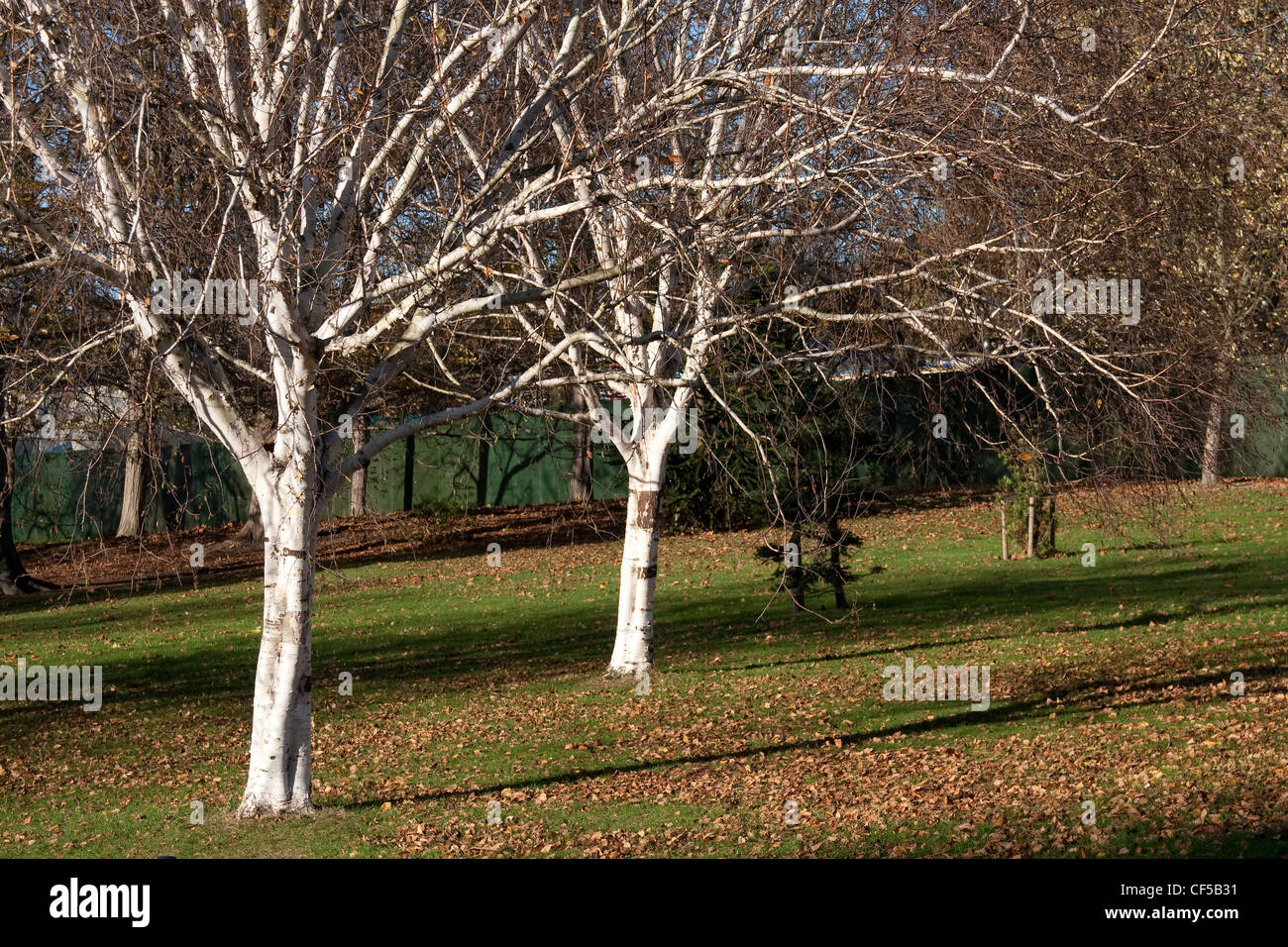 Winter trees sunshine London Stock Photo - Alamy