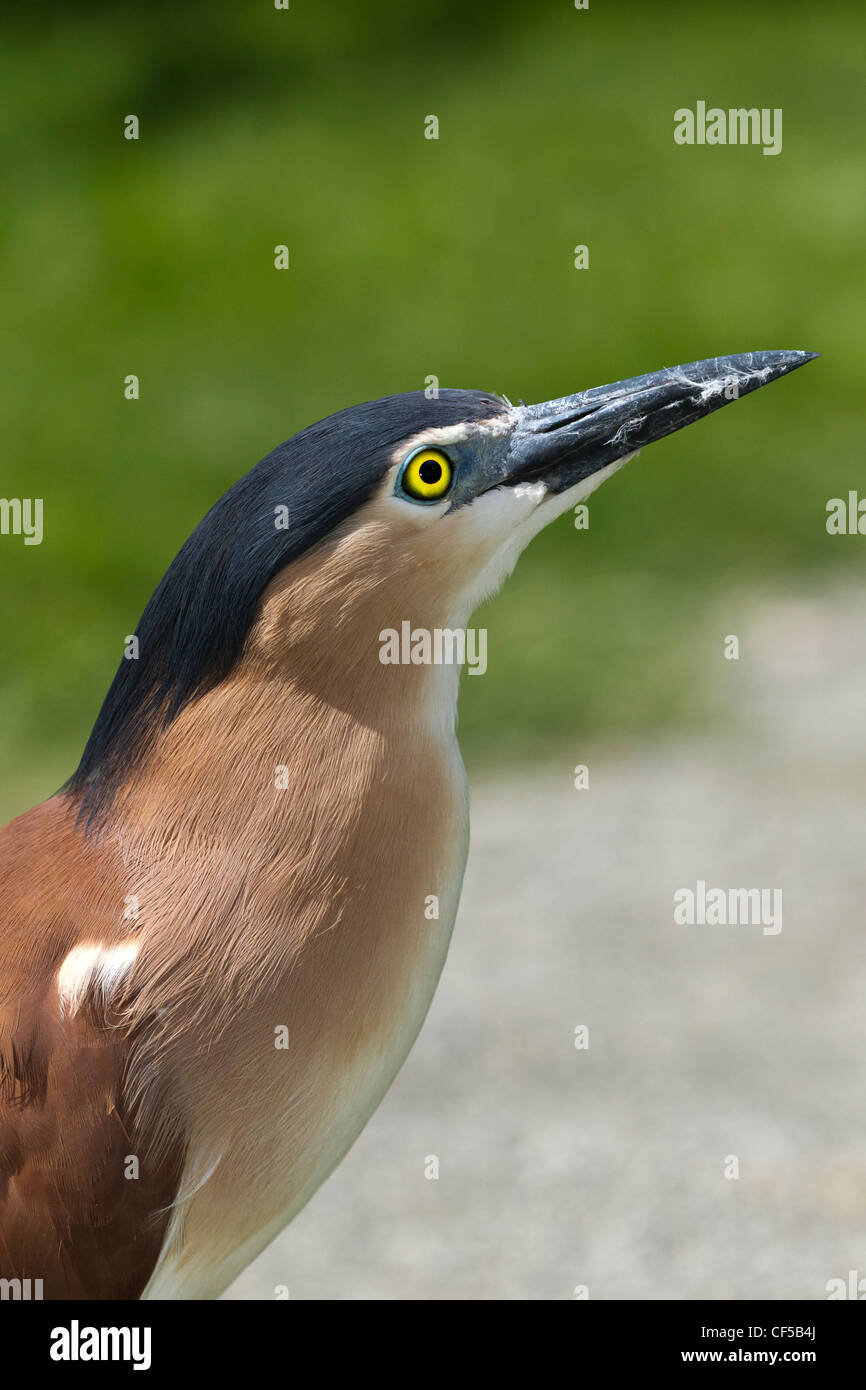 Nankeen night heron hi-res stock photography and images - Alamy
