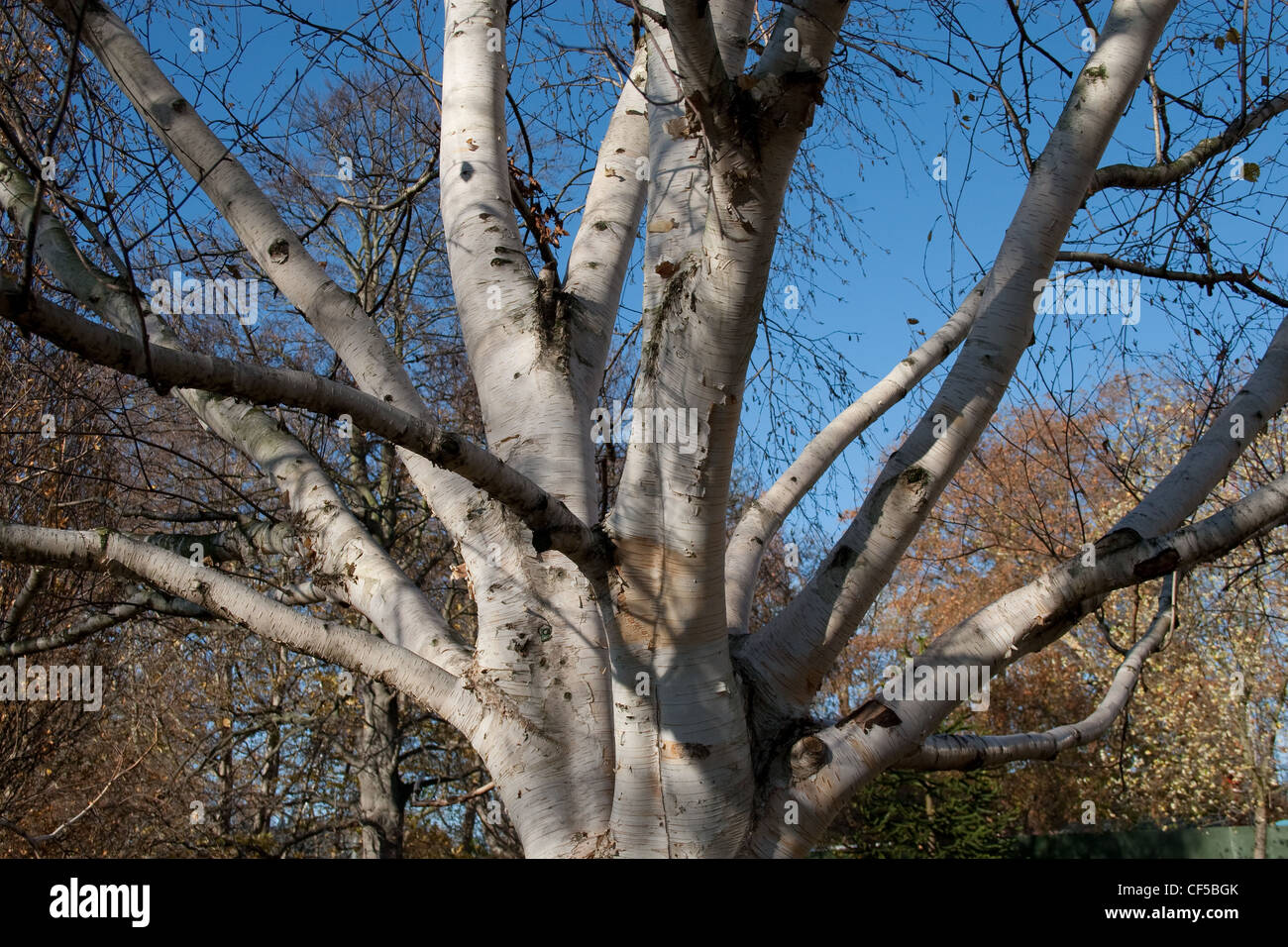 Winter trees sunshine London Stock Photo - Alamy