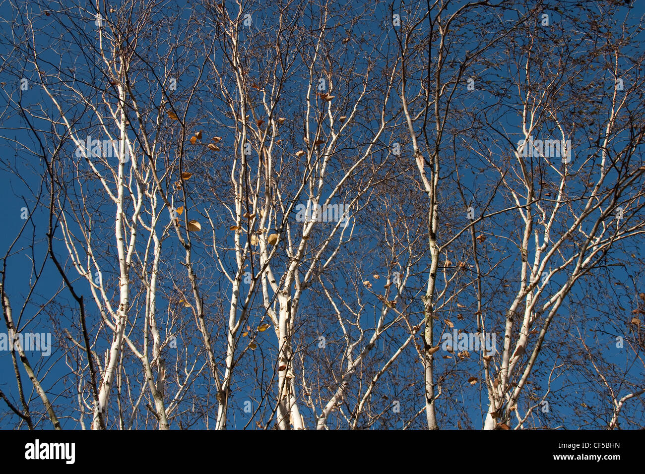 Winter trees sunshine London Stock Photo - Alamy