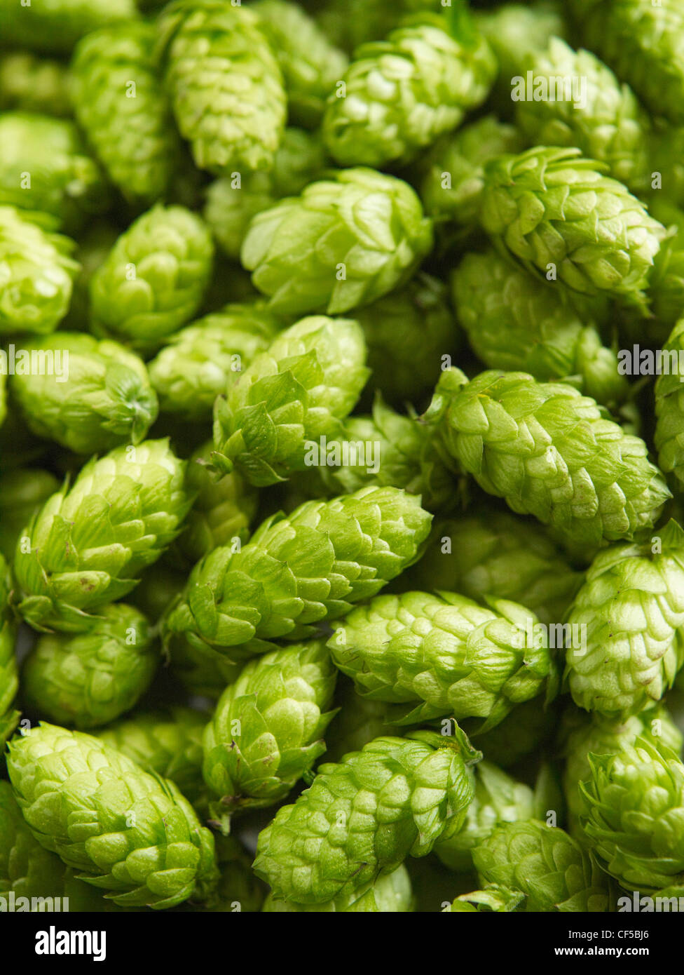 Humulus lupulus, close up Stock Photo - Alamy