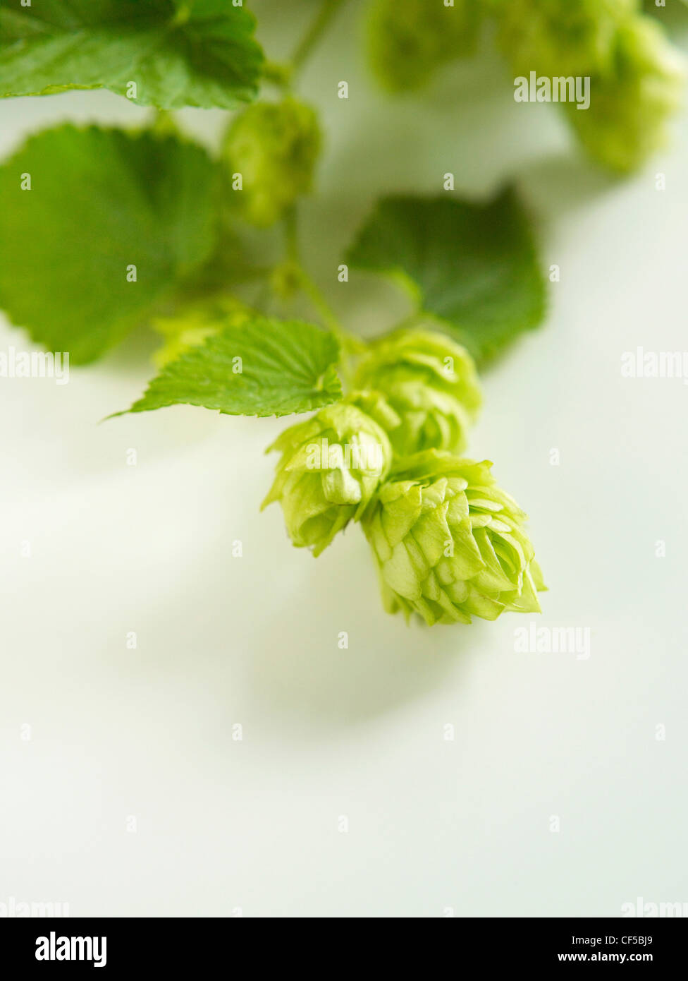 Humulus lupulus leafs on white background, close up Stock Photo - Alamy