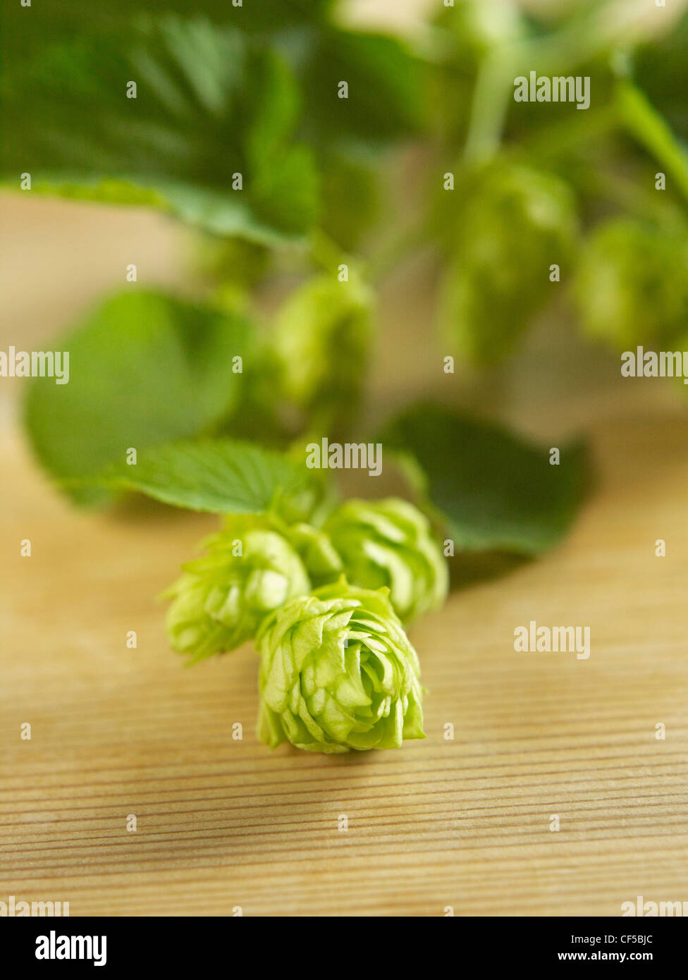 Humulus lupulus, close up Stock Photo - Alamy