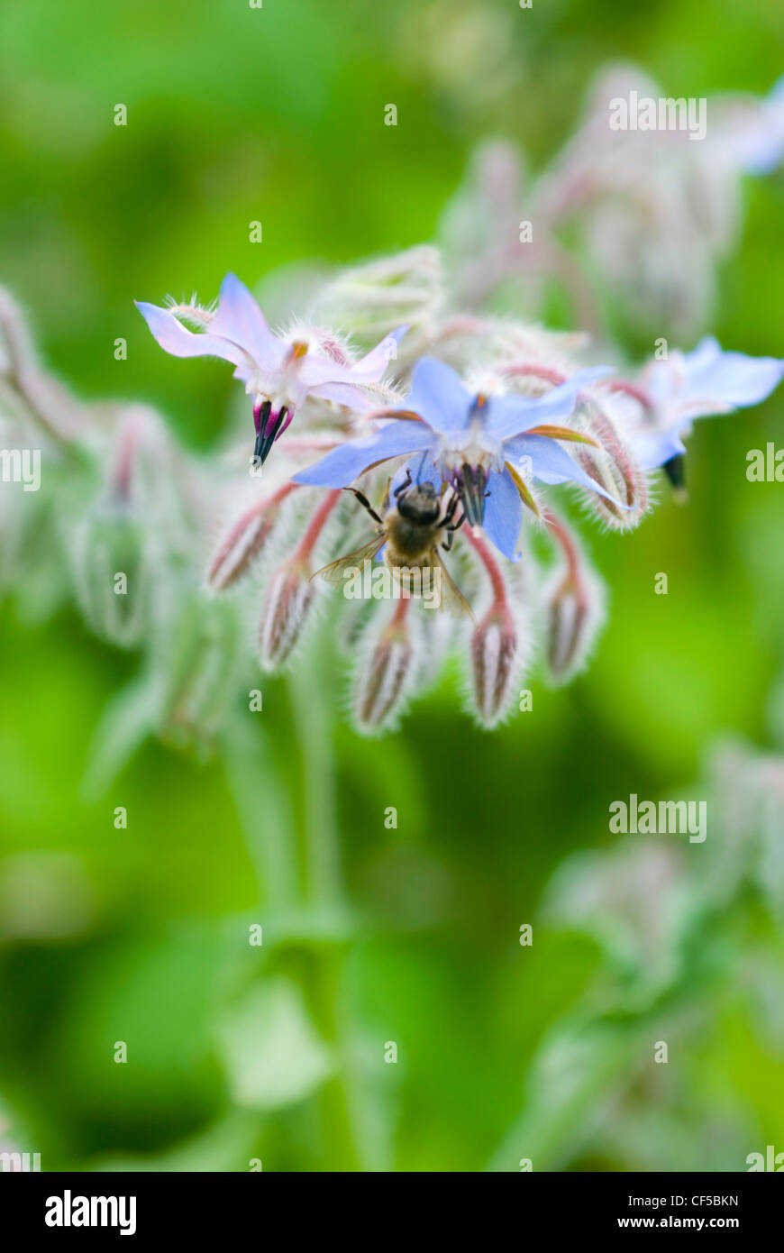 Honey bee on borage Stock Photo - Alamy