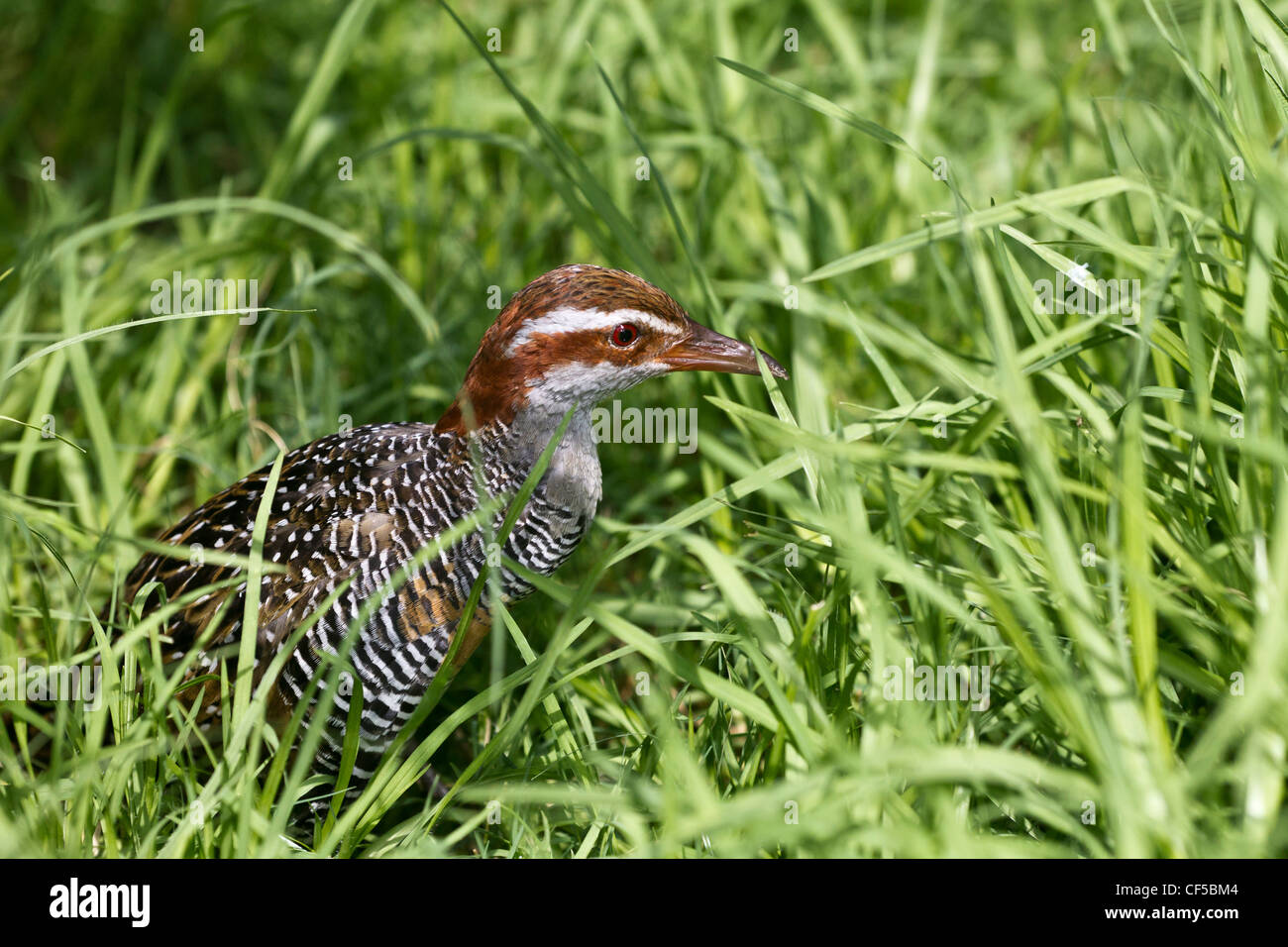 Buff-banded Rail. Callirallus philippensis Stock Photo - Alamy