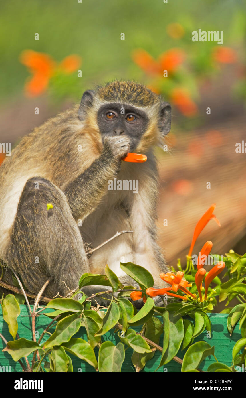 Green Vervet monkey feeding on Orange Trumpet climber Kololi Gambia ...