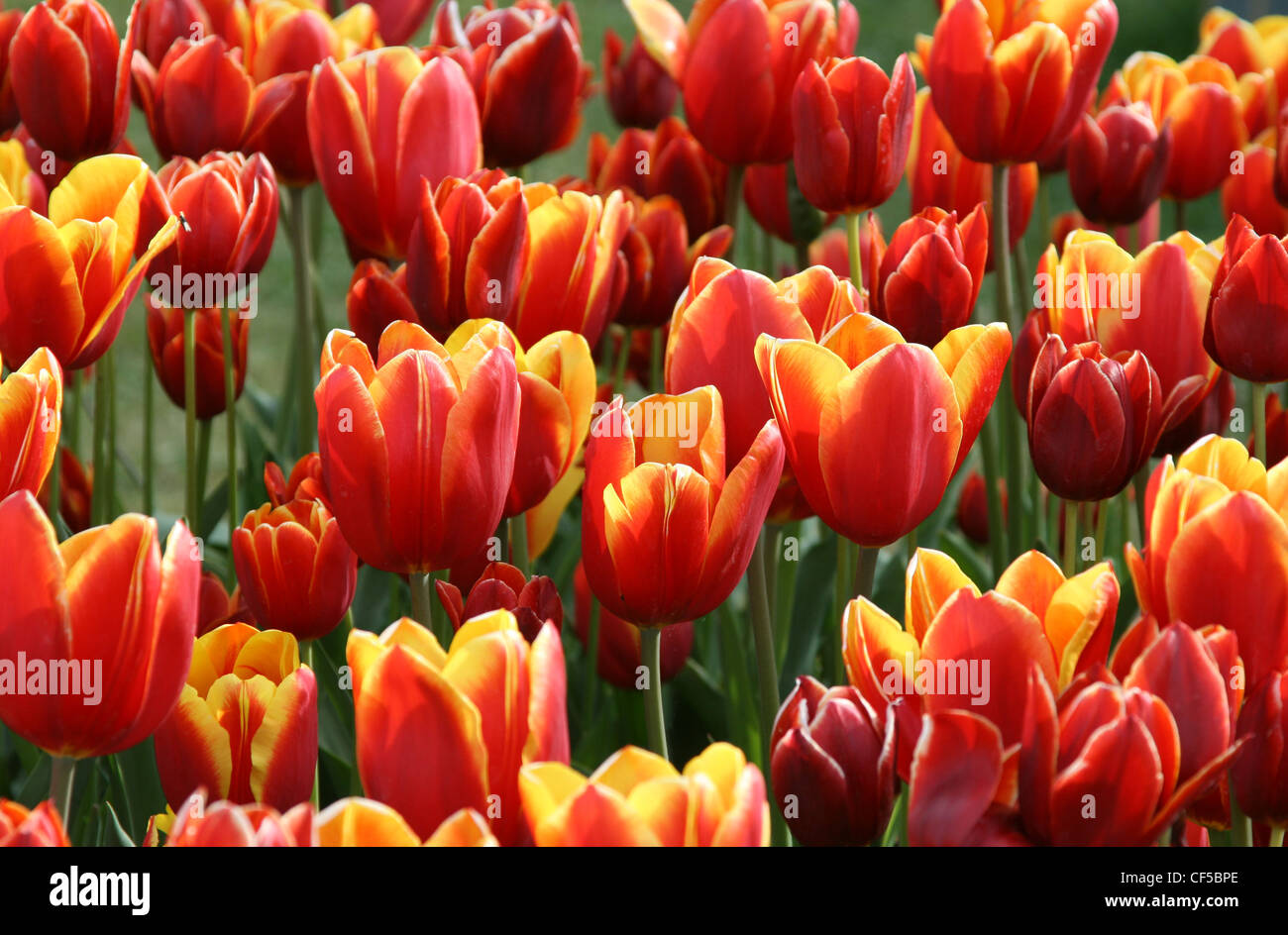 Beutiful field of red flowers hi-res stock photography and images - Alamy