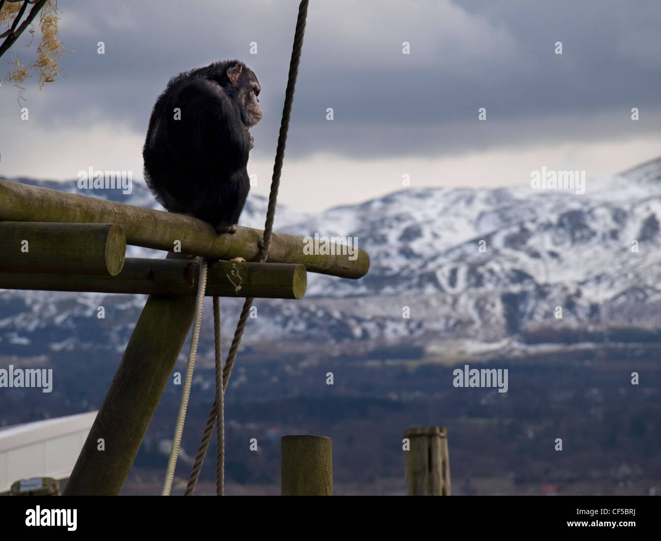 Chimpanzee in Scottish Winter Stock Photo - Alamy