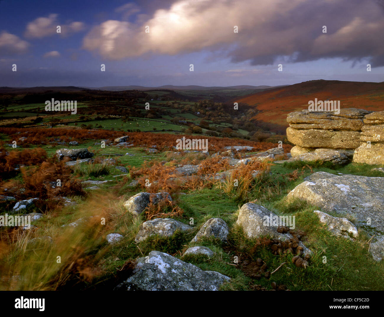 Moorland plants dartmoor hi-res stock photography and images - Alamy