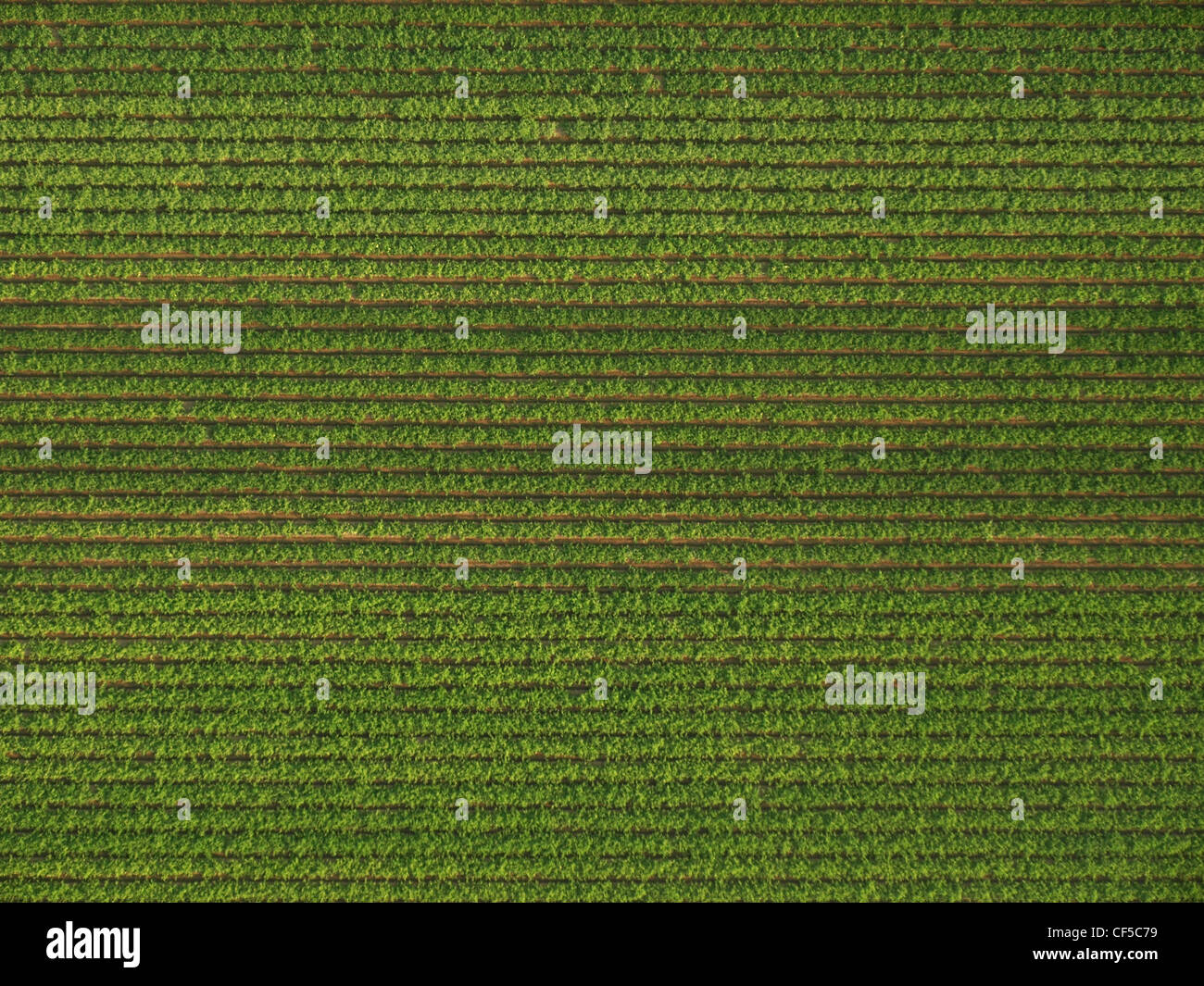 Aerial photo of a crop field Stock Photo - Alamy