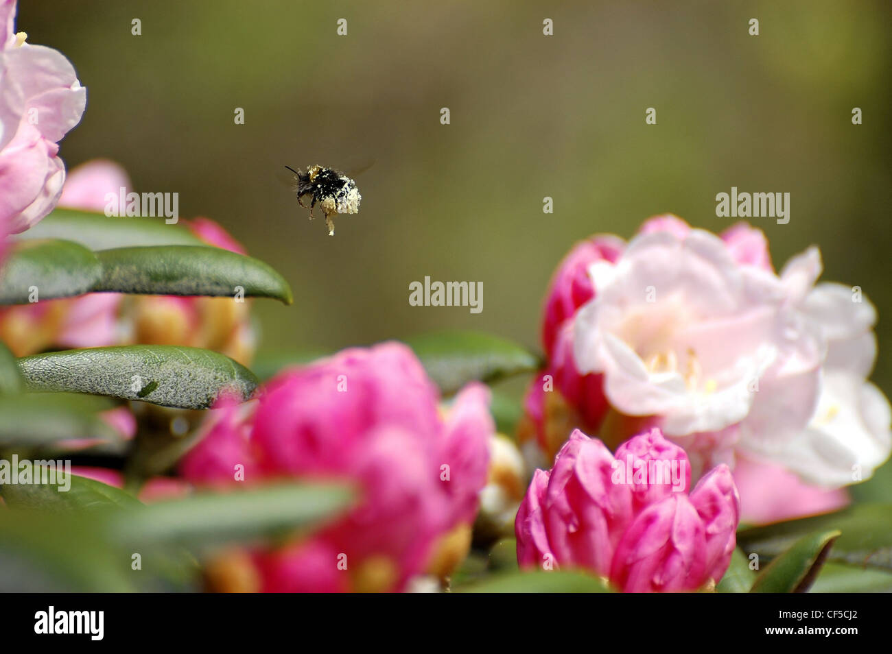 Flight of the bumblebee hi-res stock photography and images - Alamy