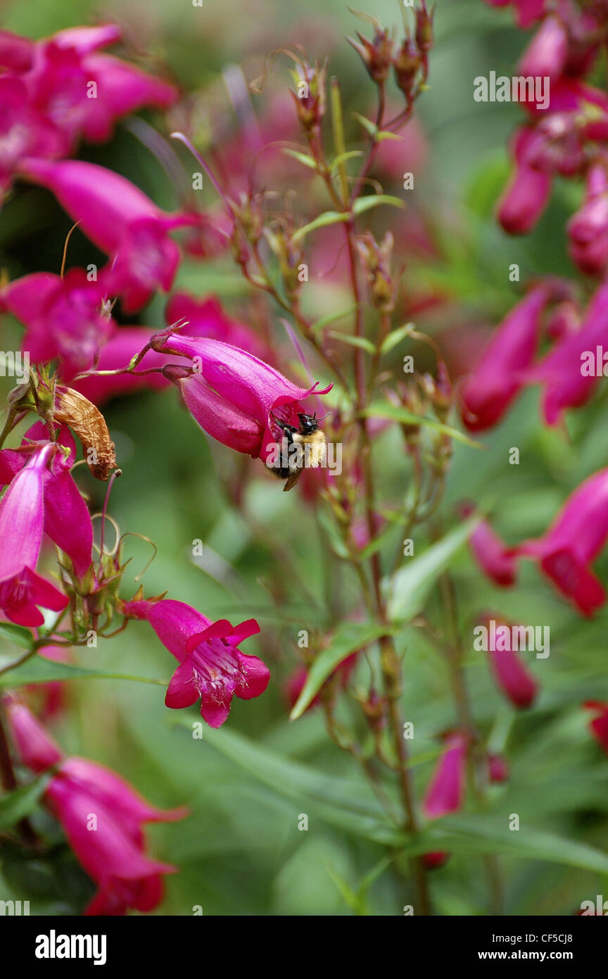Furry bee hi-res stock photography and images - Alamy