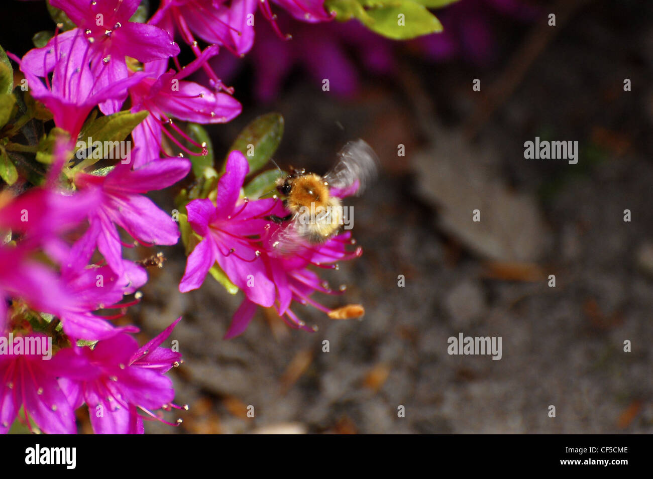 Golden furry backed bee with blurred wings on pink flowers Stock Photo ...