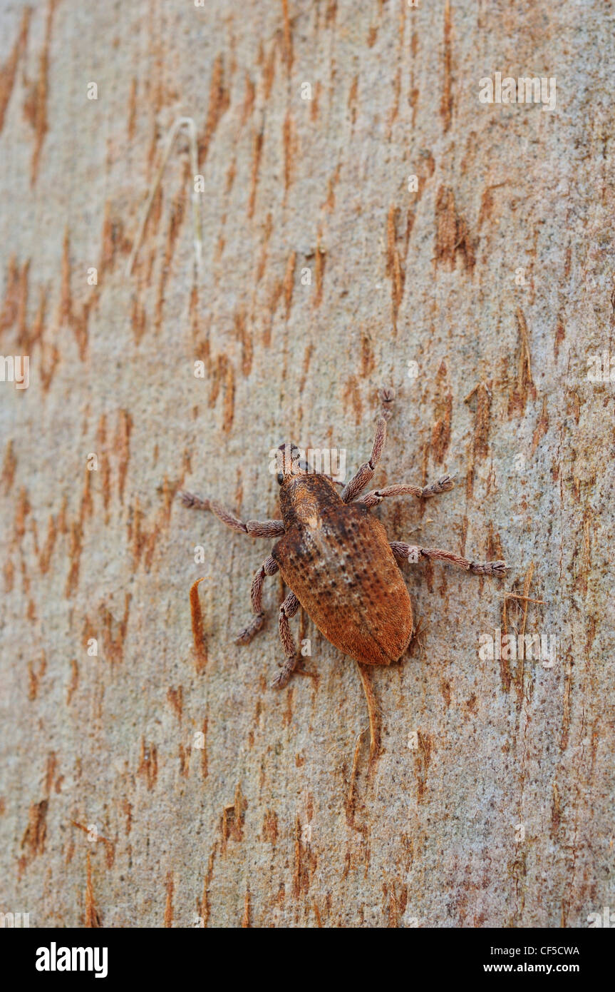 Eucalyptus Snout Beetle (Gonipterus scutellatus) in a gum tree trunk ...