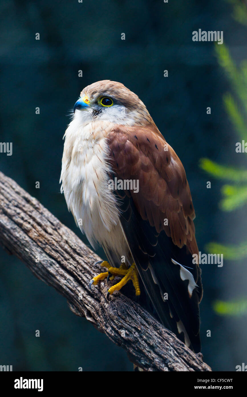 Nankeen Kestrel. Falco cenchroides Stock Photo - Alamy