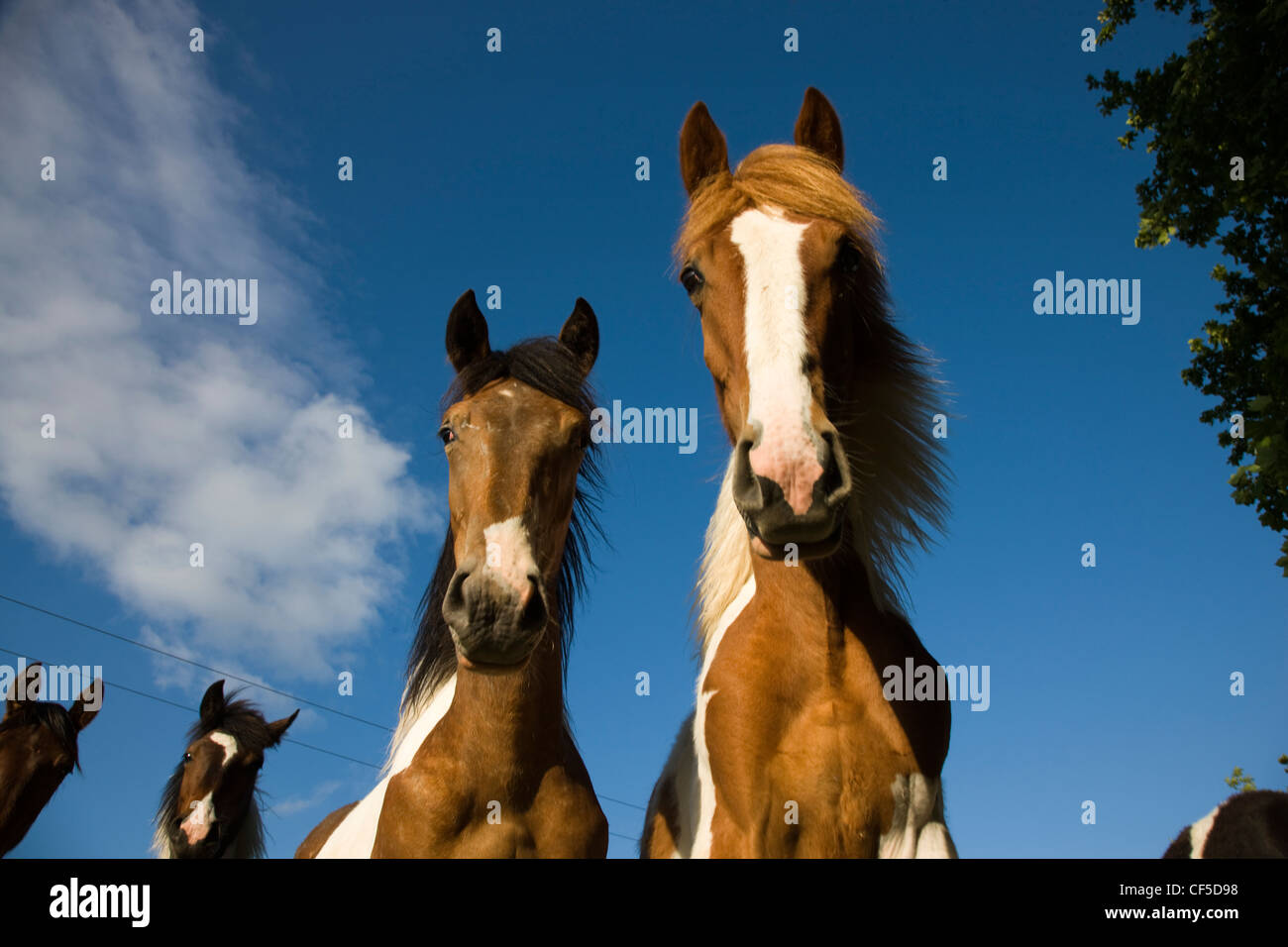 Dyfed horse farm hi-res stock photography and images - Alamy