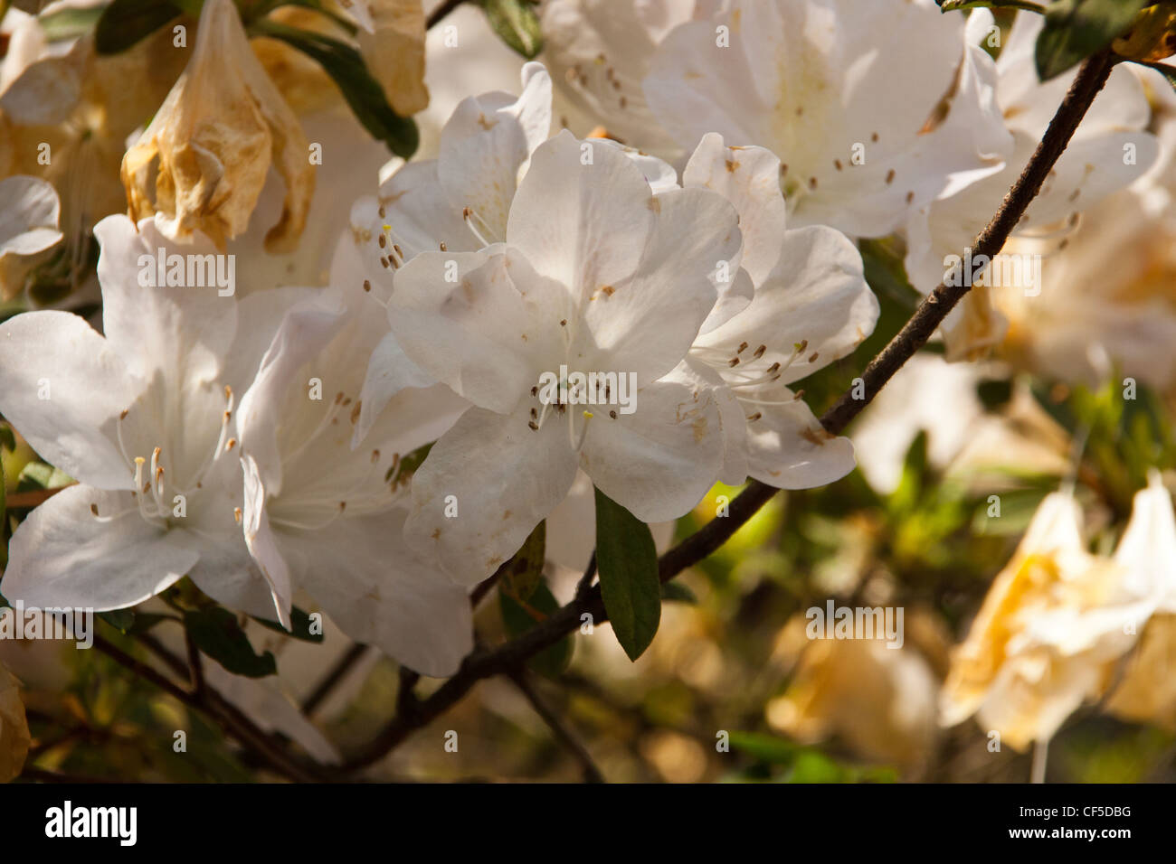 Azalea gardens hi-res stock photography and images - Alamy