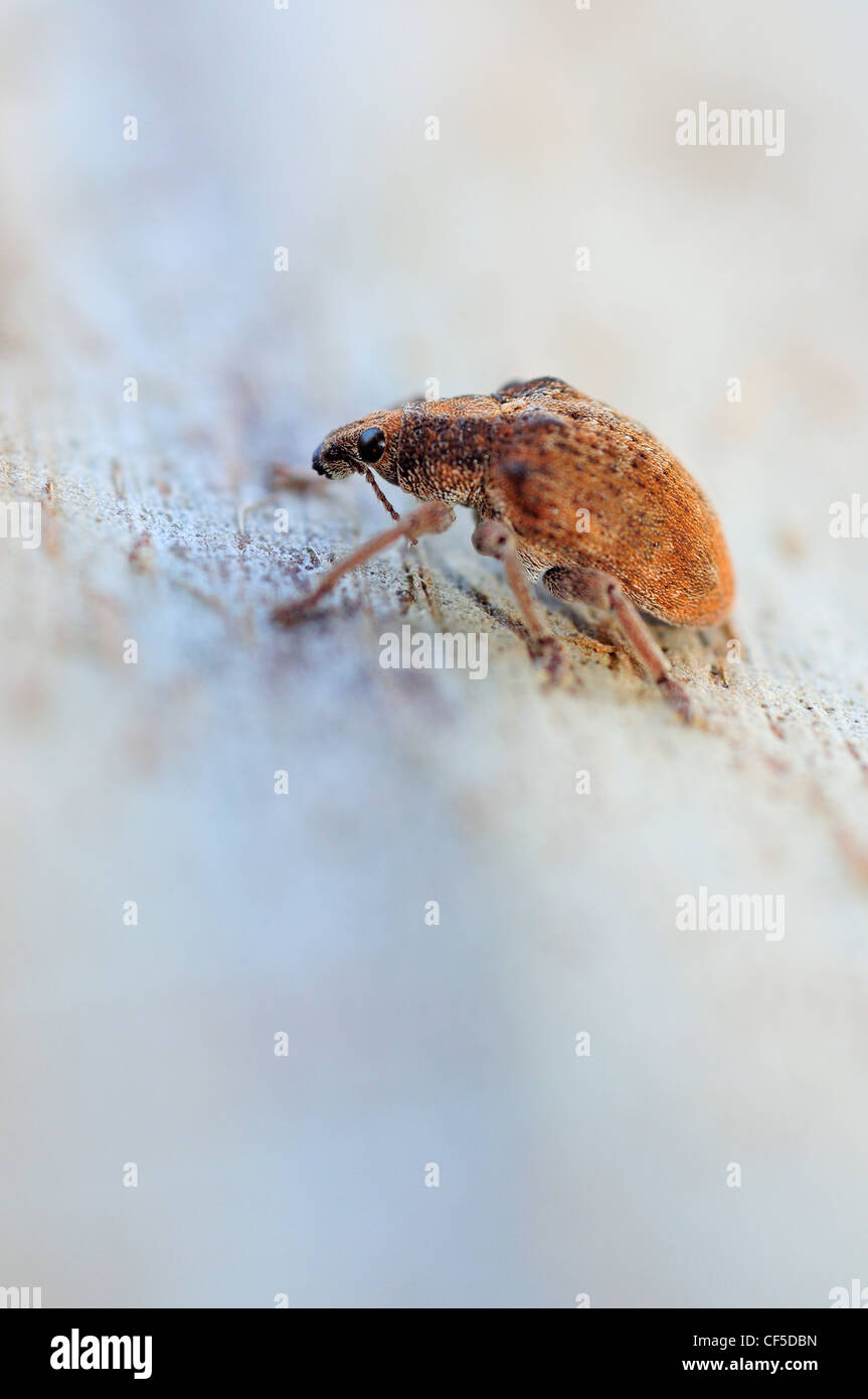 Snout beetle hi-res stock photography and images - Alamy