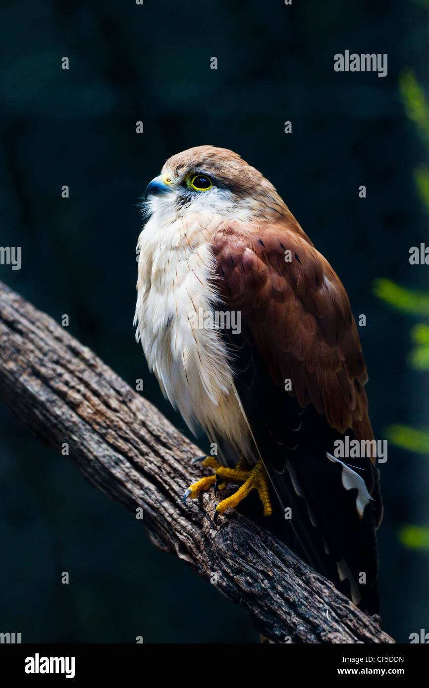 Nankeen Kestrel. Falco cenchroides Stock Photo - Alamy