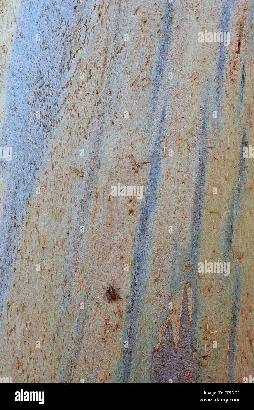 Eucalyptus Snout Beetle (Gonipterus scutellatus) in a gum tree trunk ...