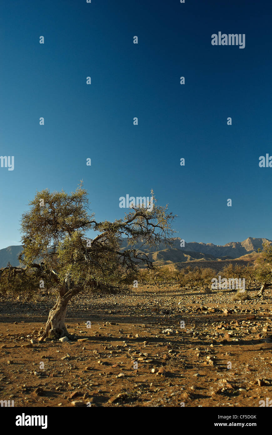 Argan trees in arid landscape, Atlas mountains, Morocco Stock Photo - Alamy