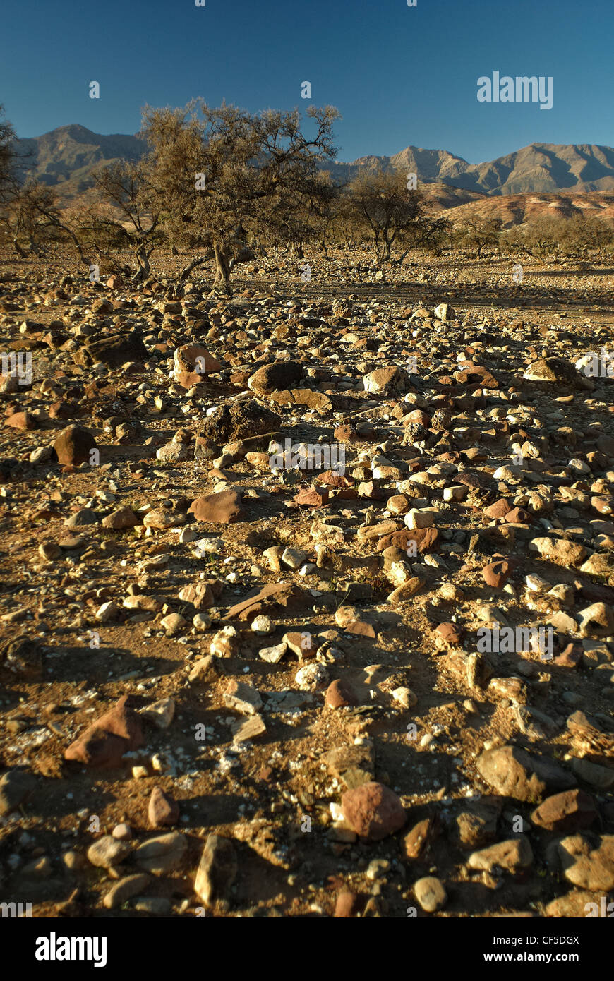 Argan land hi-res stock photography and images - Alamy