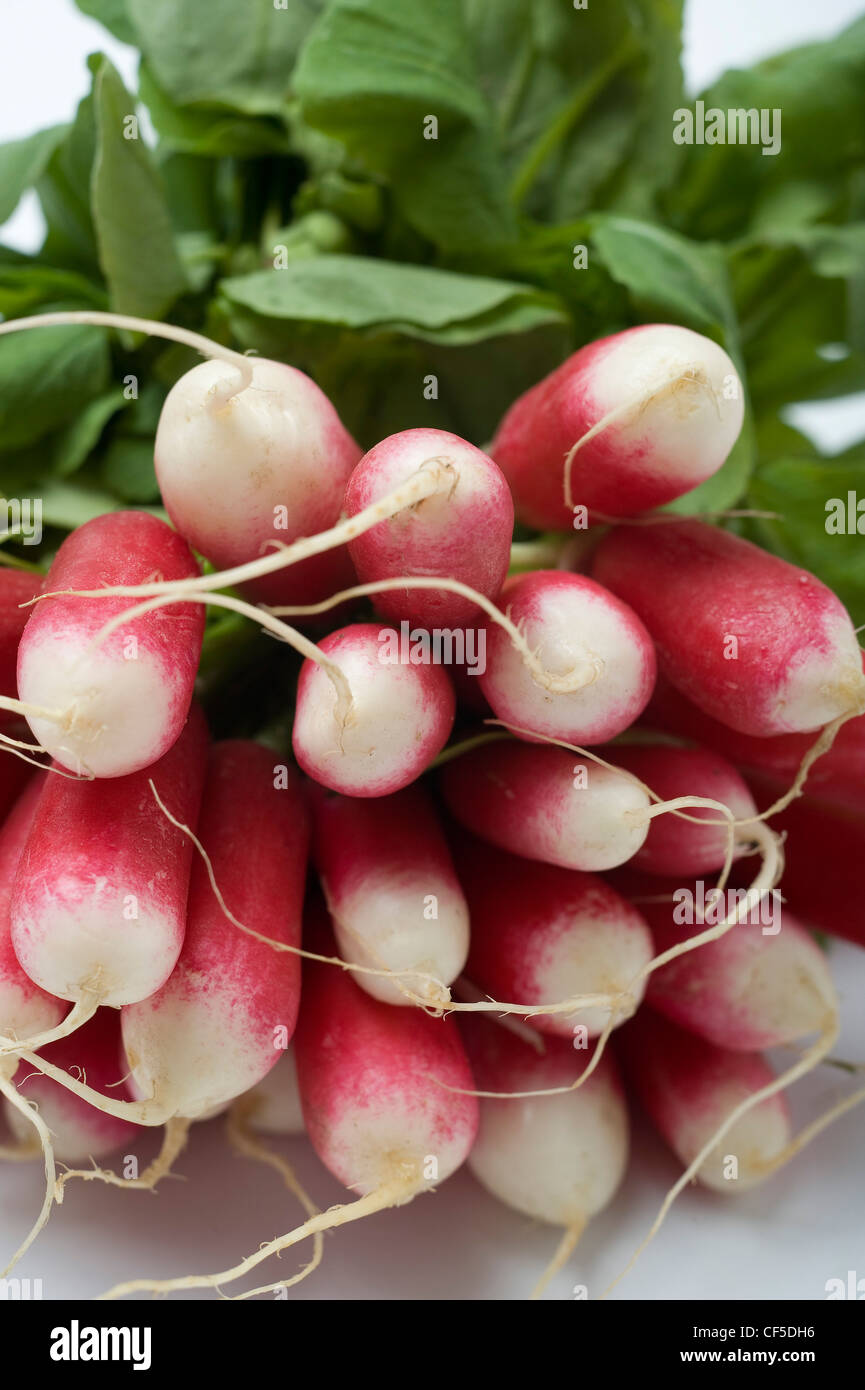 A still life image of a bunch of red radishes Stock Photo - Alamy
