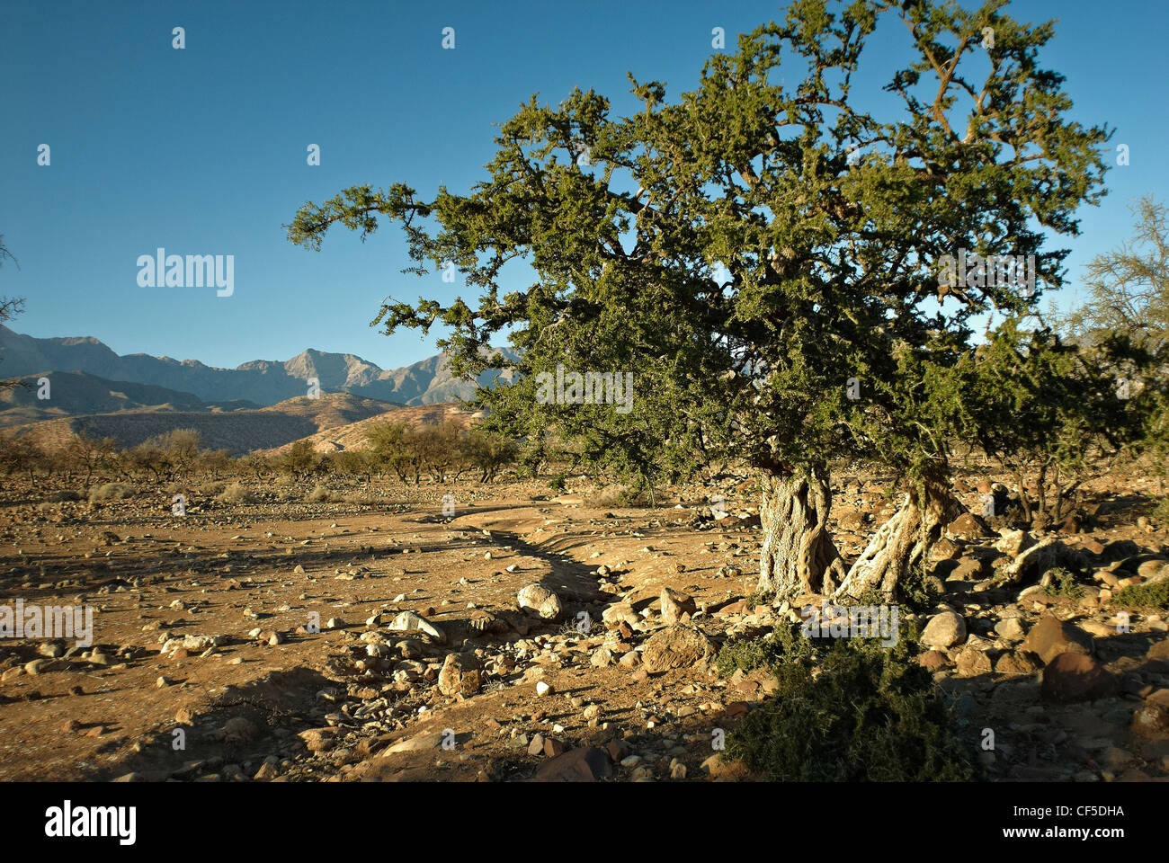 Argan trees in arid landscape, Atlas mountains, Morocco Stock Photo - Alamy