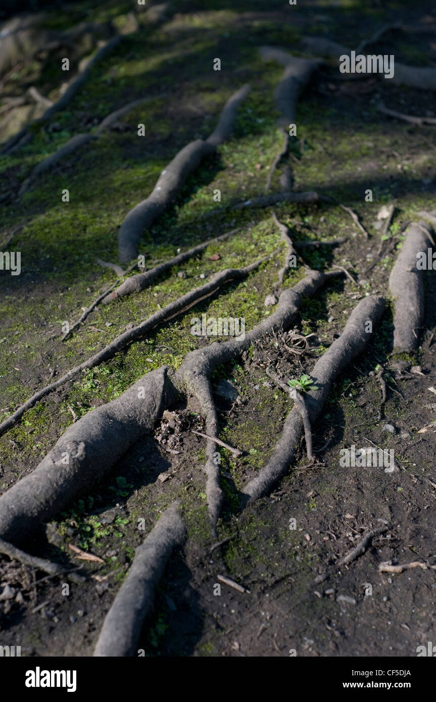 Intertwined twisted tree roots across a mossy green ground Stock Photo ...