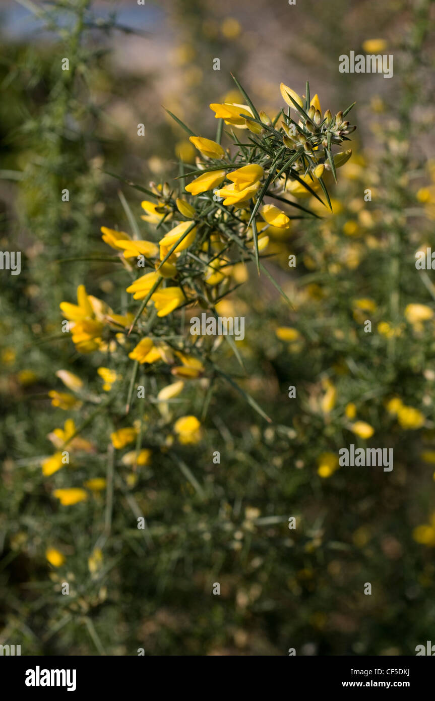 Spiny Plant Stock Photos & Spiny Plant Stock Images - Alamy
