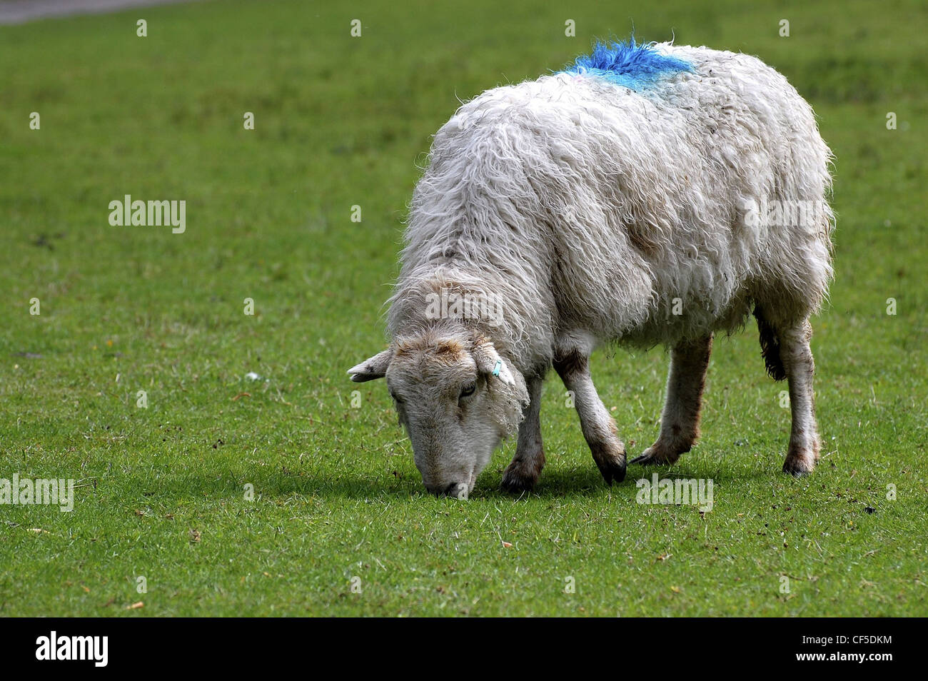 Back sheep hi-res stock photography and images - Alamy