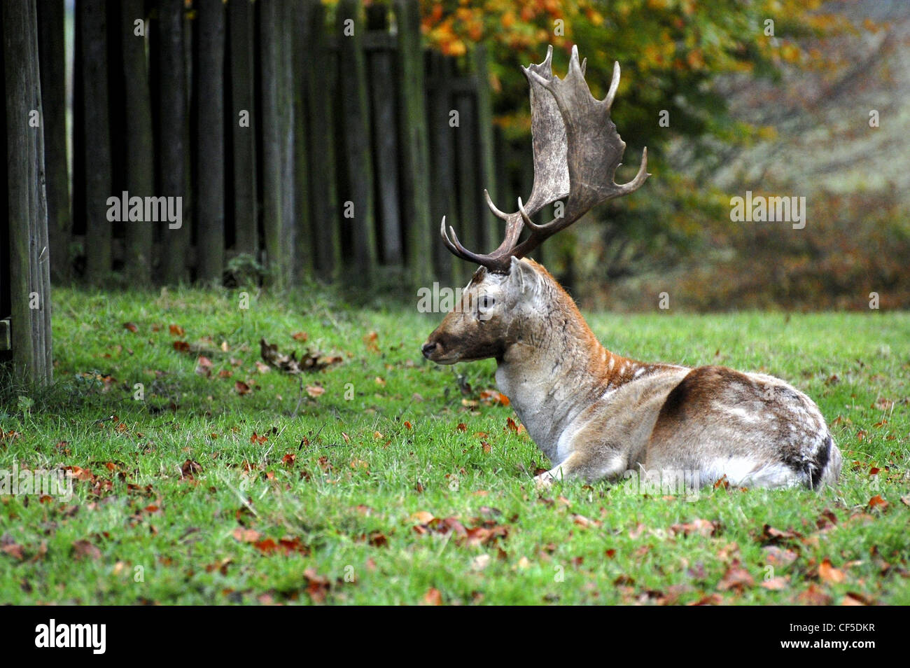 Red deer resting Stock Photo - Alamy