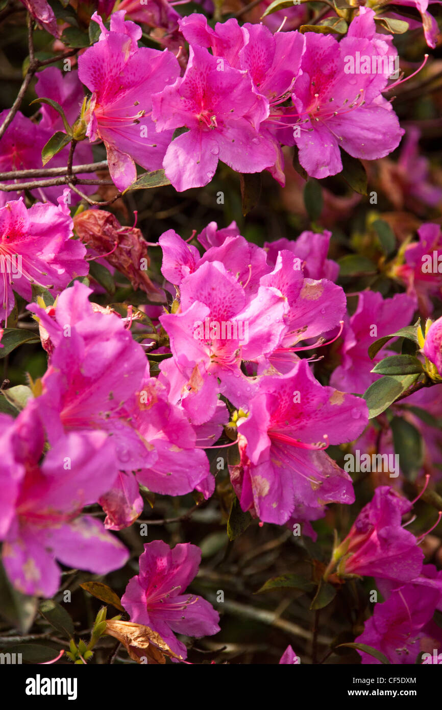 crepe myrtle at leu gardens orlando florida usa Stock Photo - Alamy