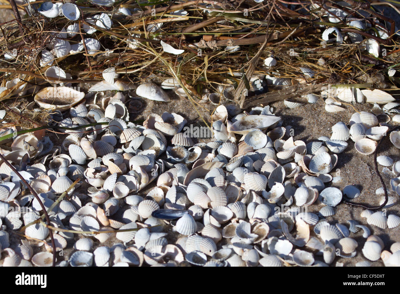 White shells hi-res stock photography and images - Alamy