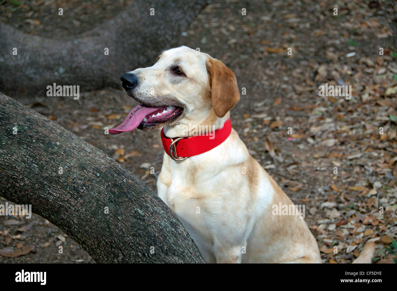 Scout the Yellow Lab and His New Red Collar Stock Photo - Alamy