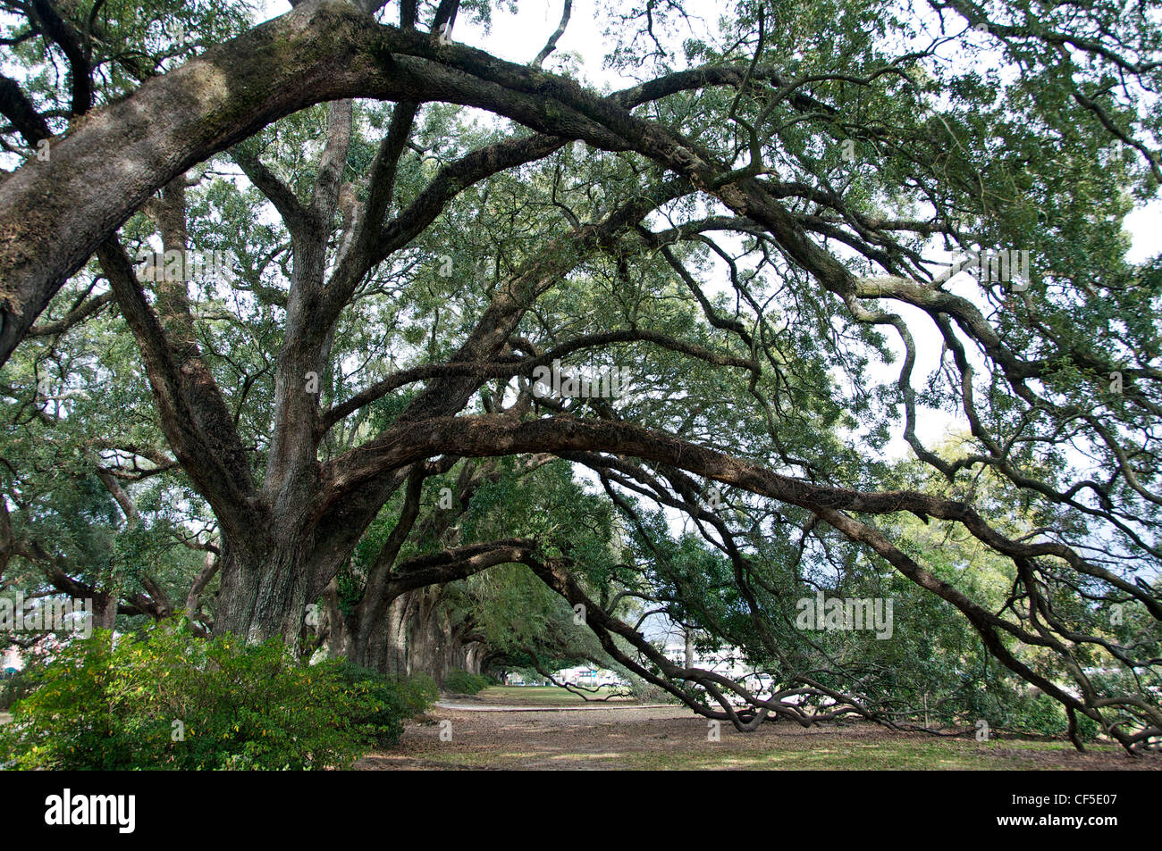 Under the Big Oak Trees Stock Photo - Alamy